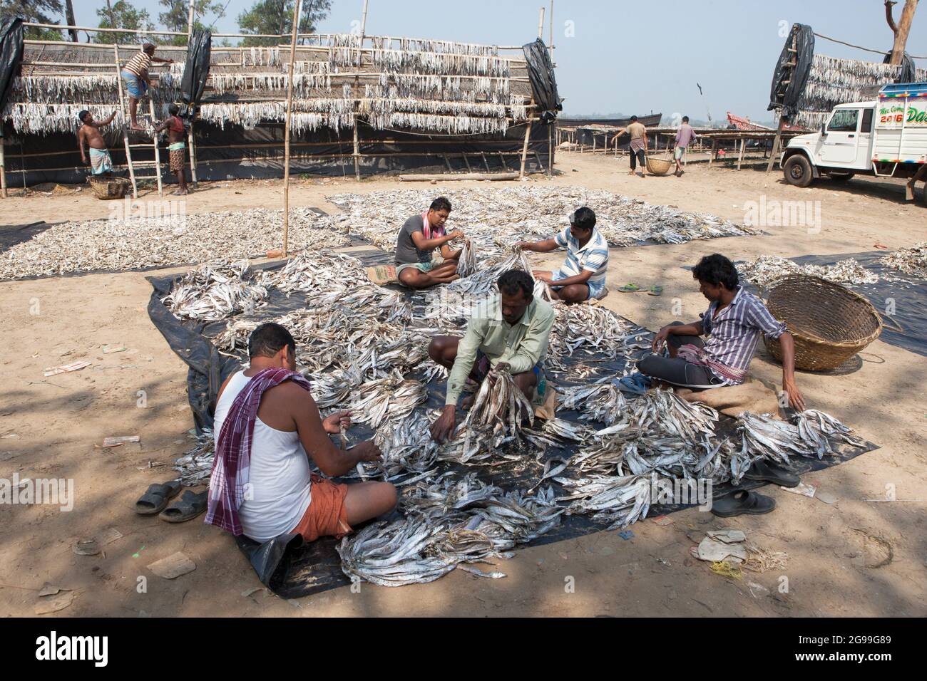 Fishermen working in the process of dry fish preparation in the shore ...