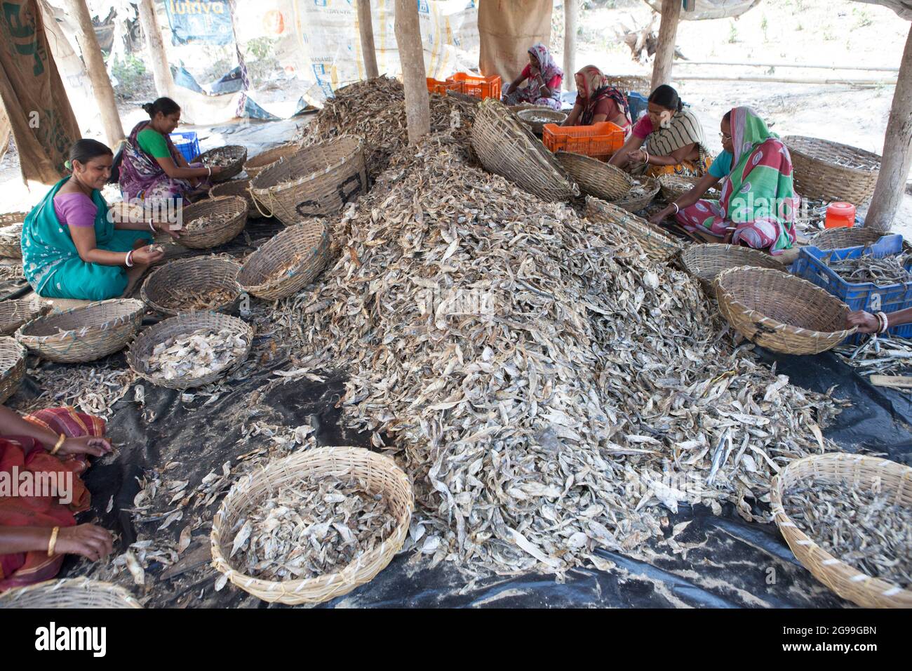Fishermen working in the process of dry fish preparation in the shore ...