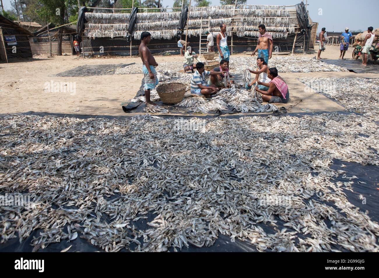 Fishermen working in the process of dry fish preparation in the shore ...