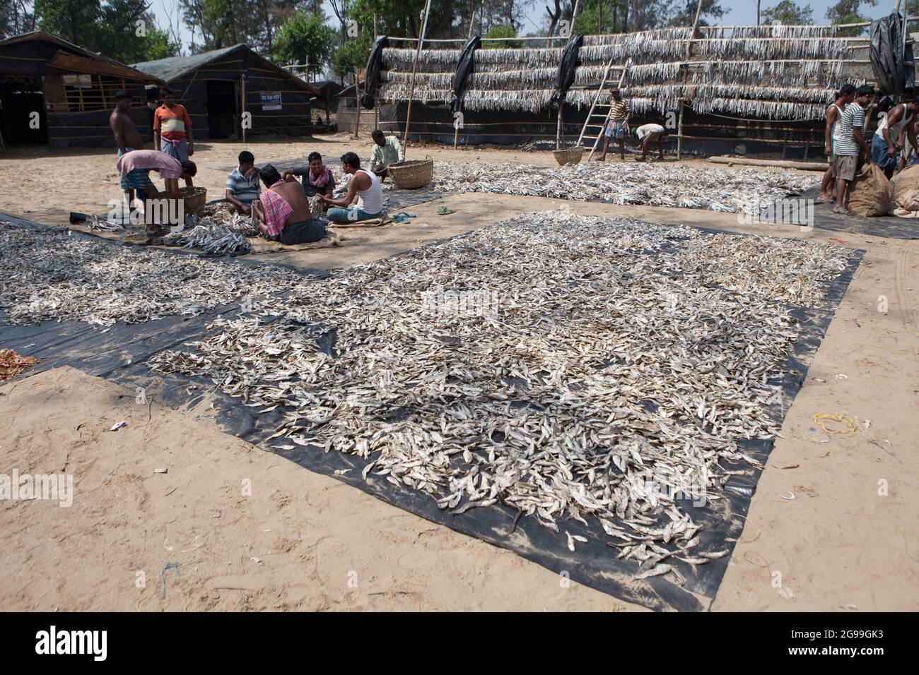 Fishermen working in the process of dry fish preparation in the shore ...