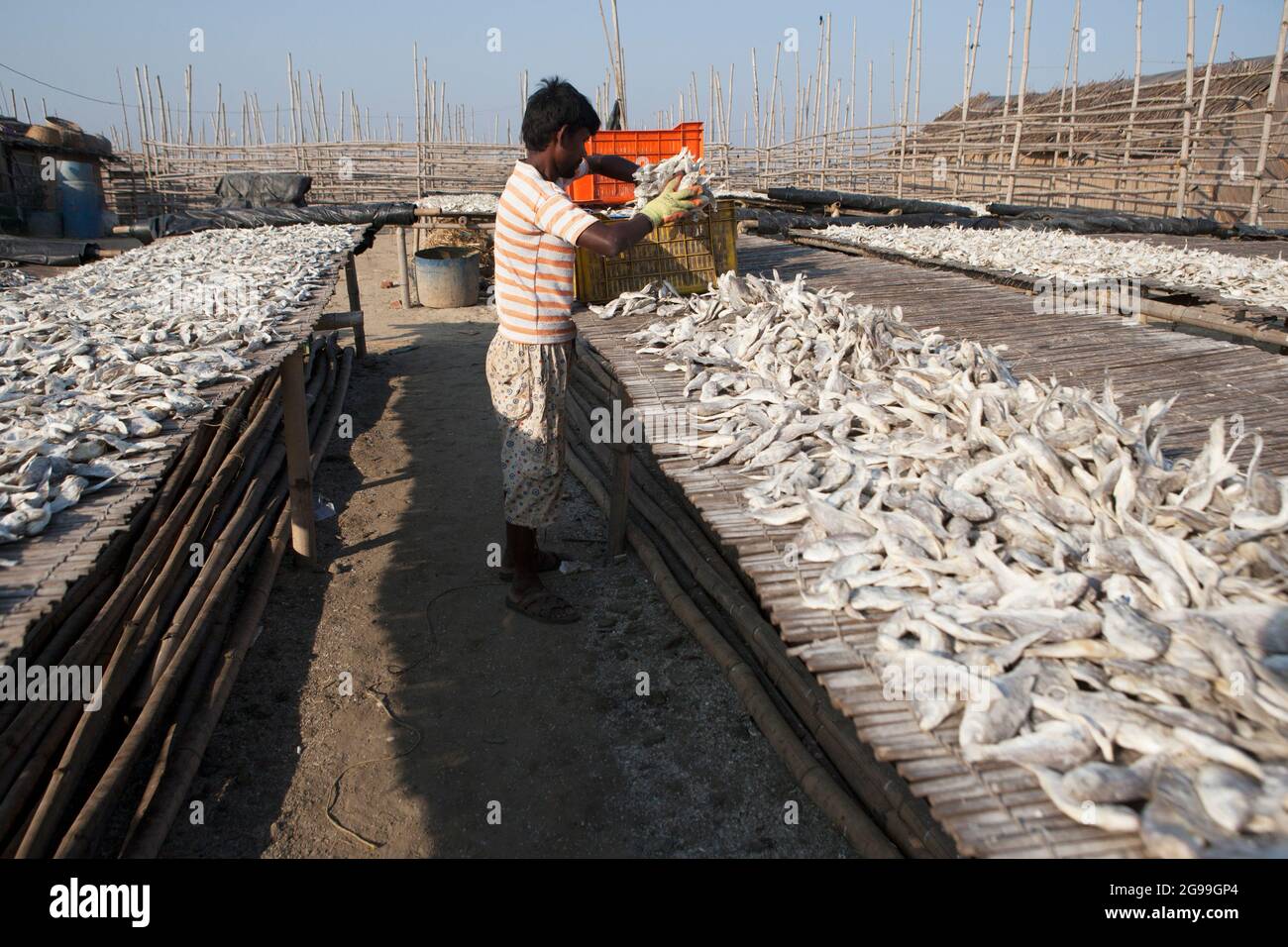 Fishermen working in the process of dry fish preparation in the shore ...