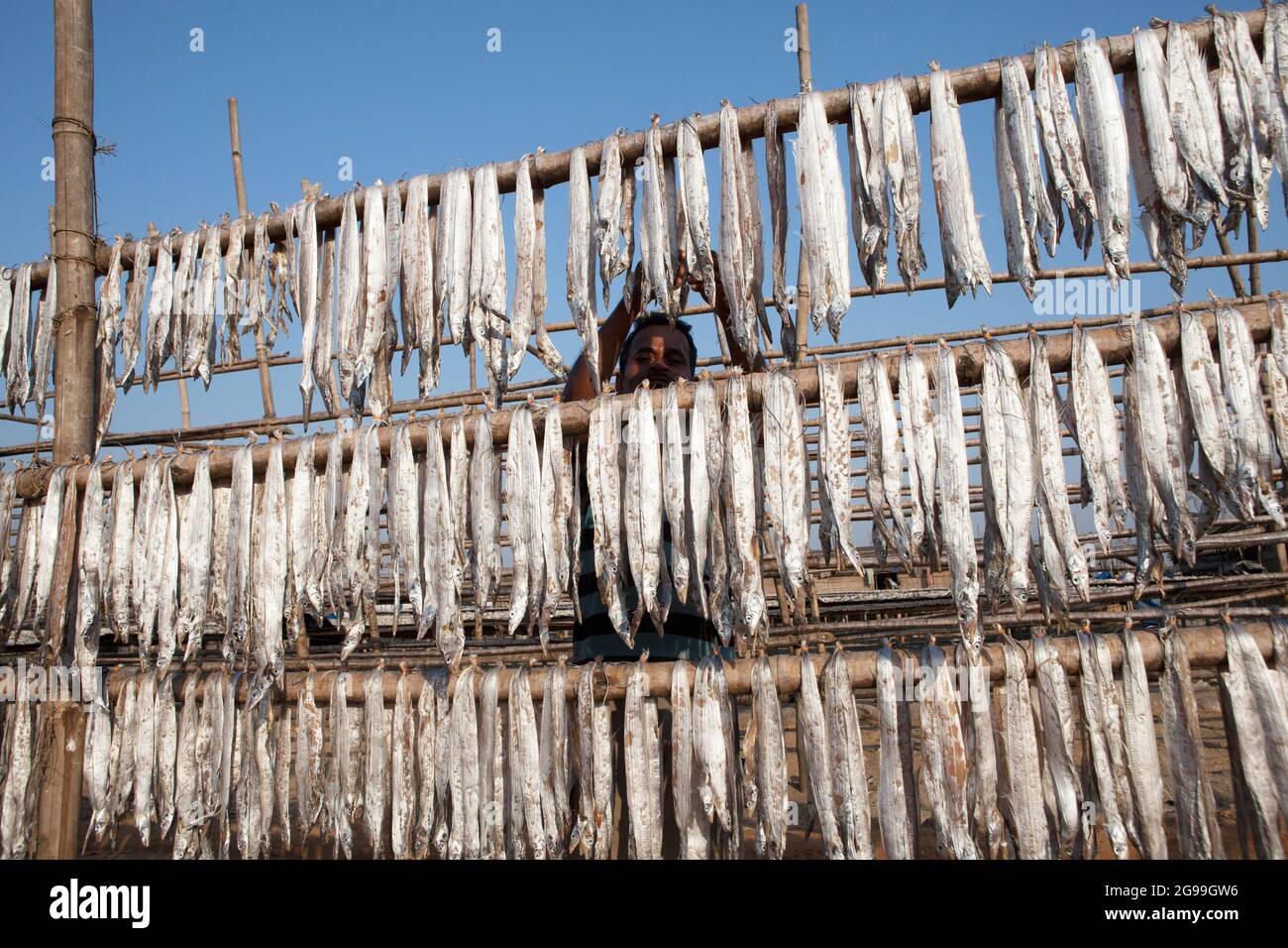 Fishermen working in the process of dry fish preparation in the shore ...