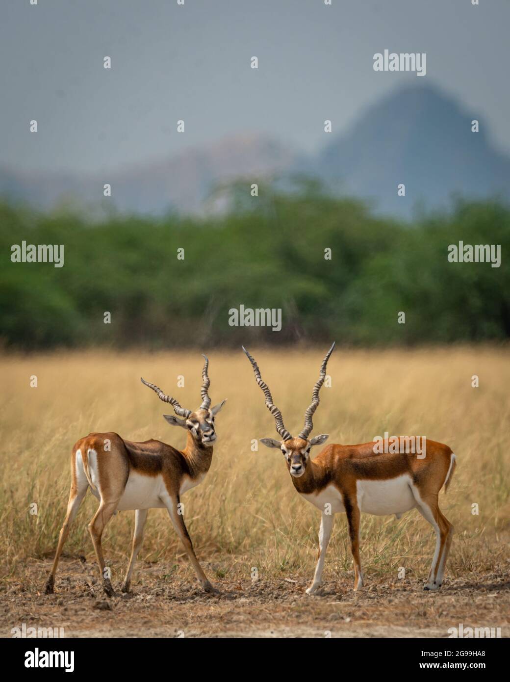 Long horned male blackbuck hi-res stock photography and images - Alamy