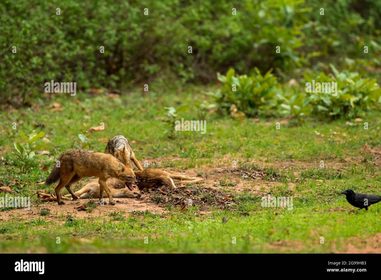 golden jackal or Indian jackal or Canis aureus indicus pair with ...