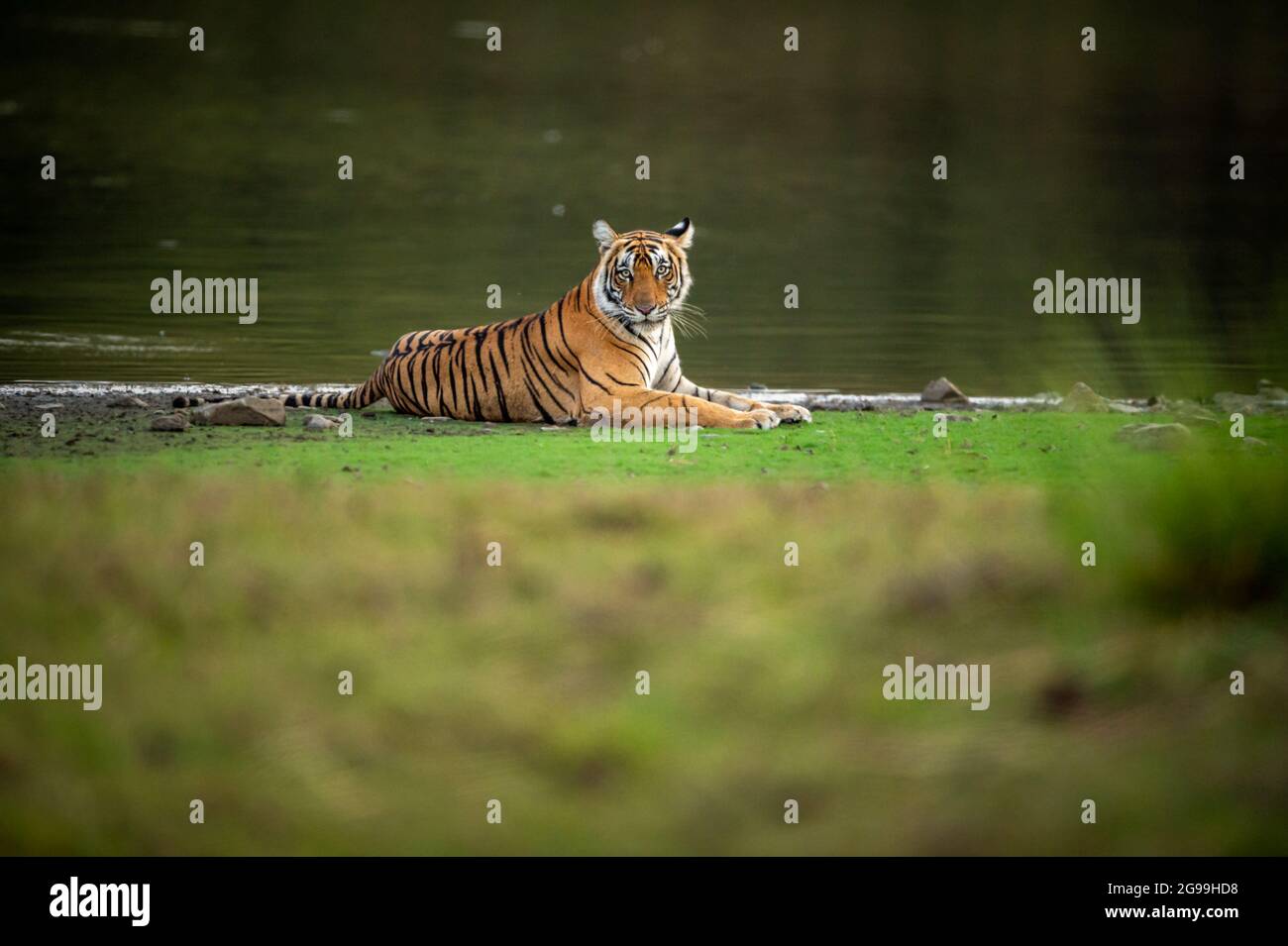 wild bengal female tiger or tigress portrait in natural scenic ...