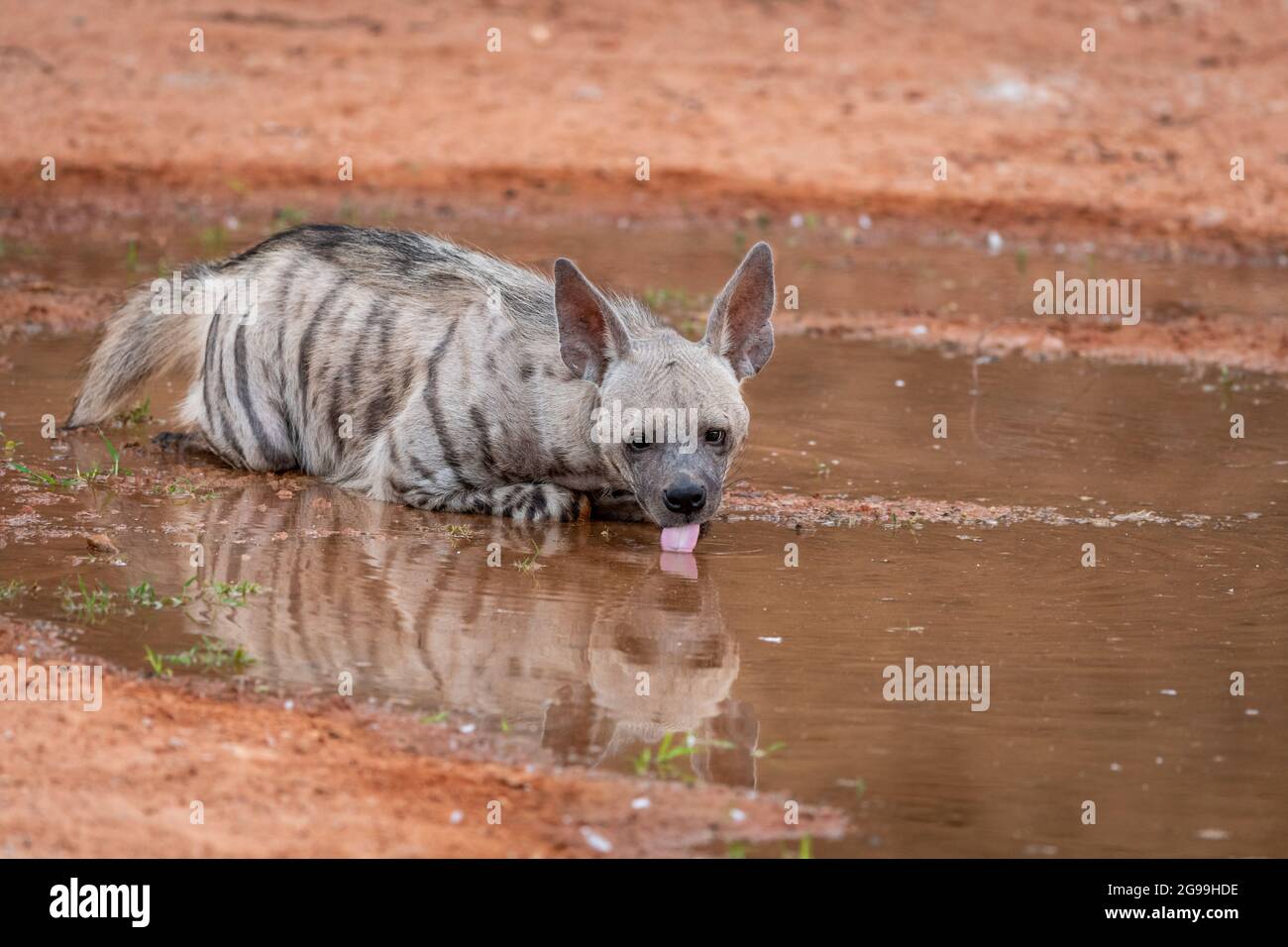 Striped hyena with reflection close up or portrait drinking water or ...