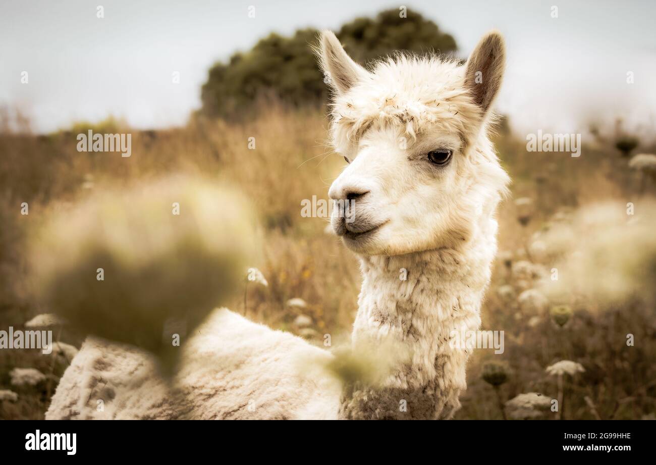 Alpaca on farm, outdoors on a pasture, high grass, animal looking in ...