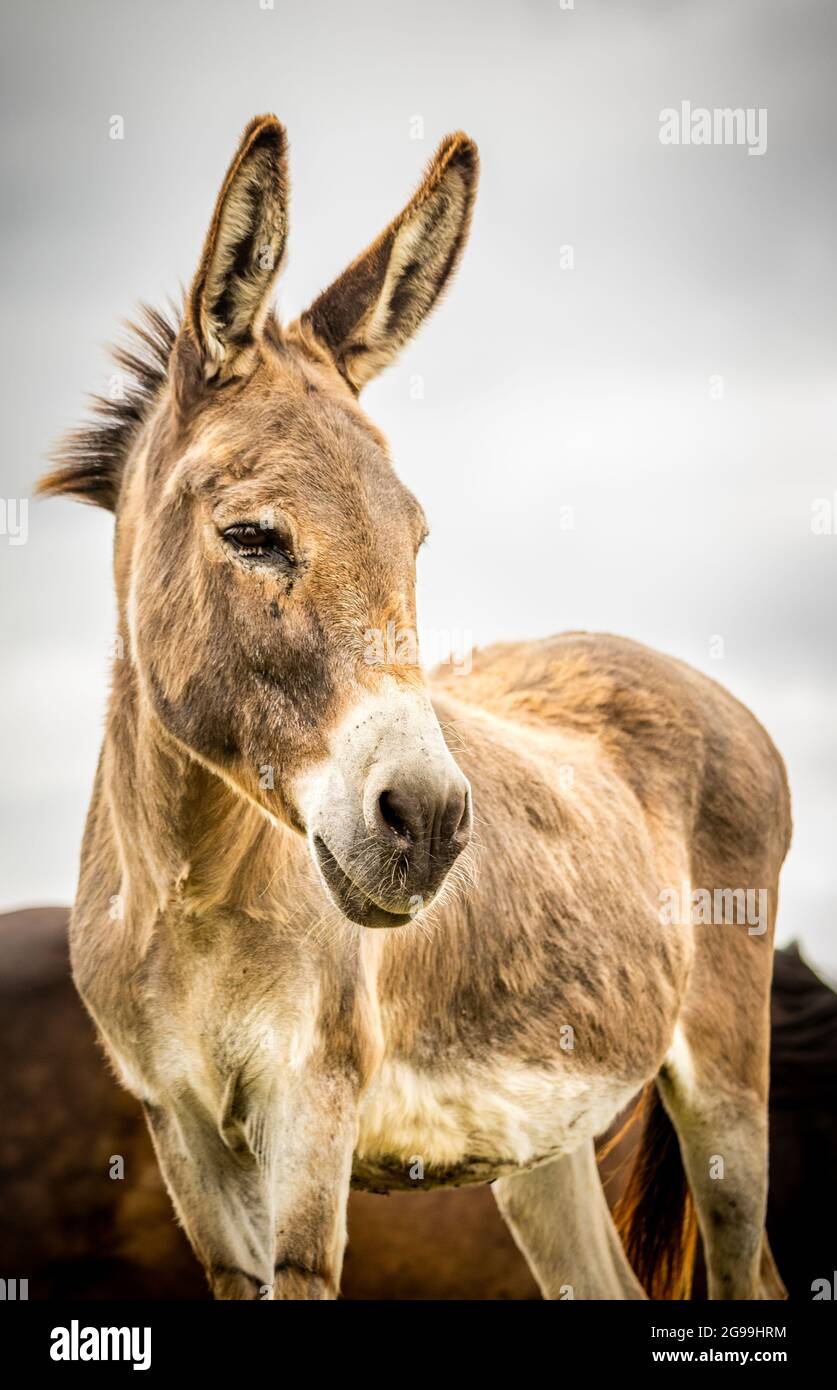 Cute donkey looking attentively, portrait, outdoors on field Stock ...