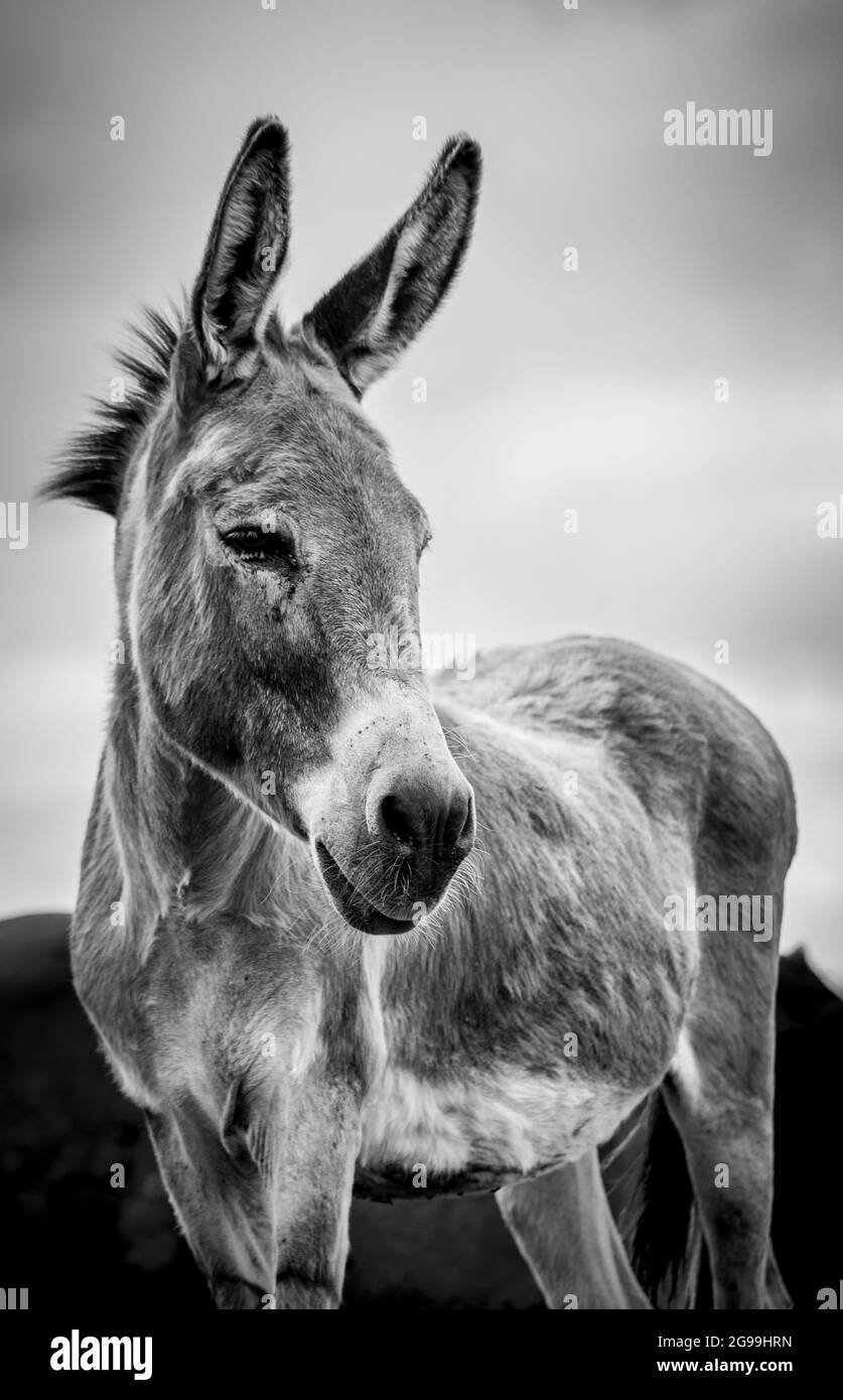 Domestic donkey on farm Black and White Stock Photos & Images - Alamy
