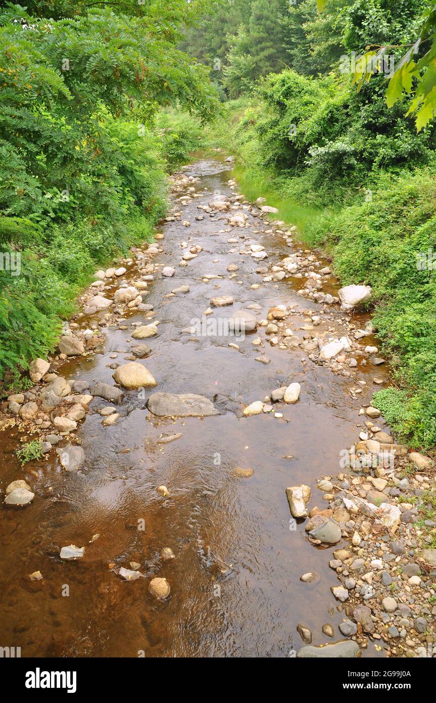 Calmly flowing, clean and crystal clear river, river in forest Stock ...