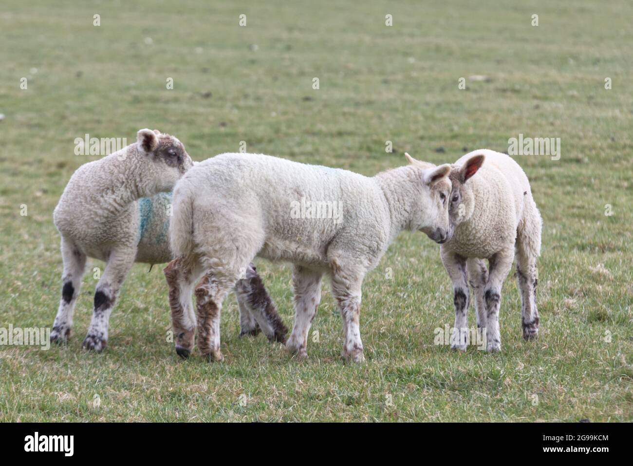 Three Lambs in a field Stock Photo - Alamy