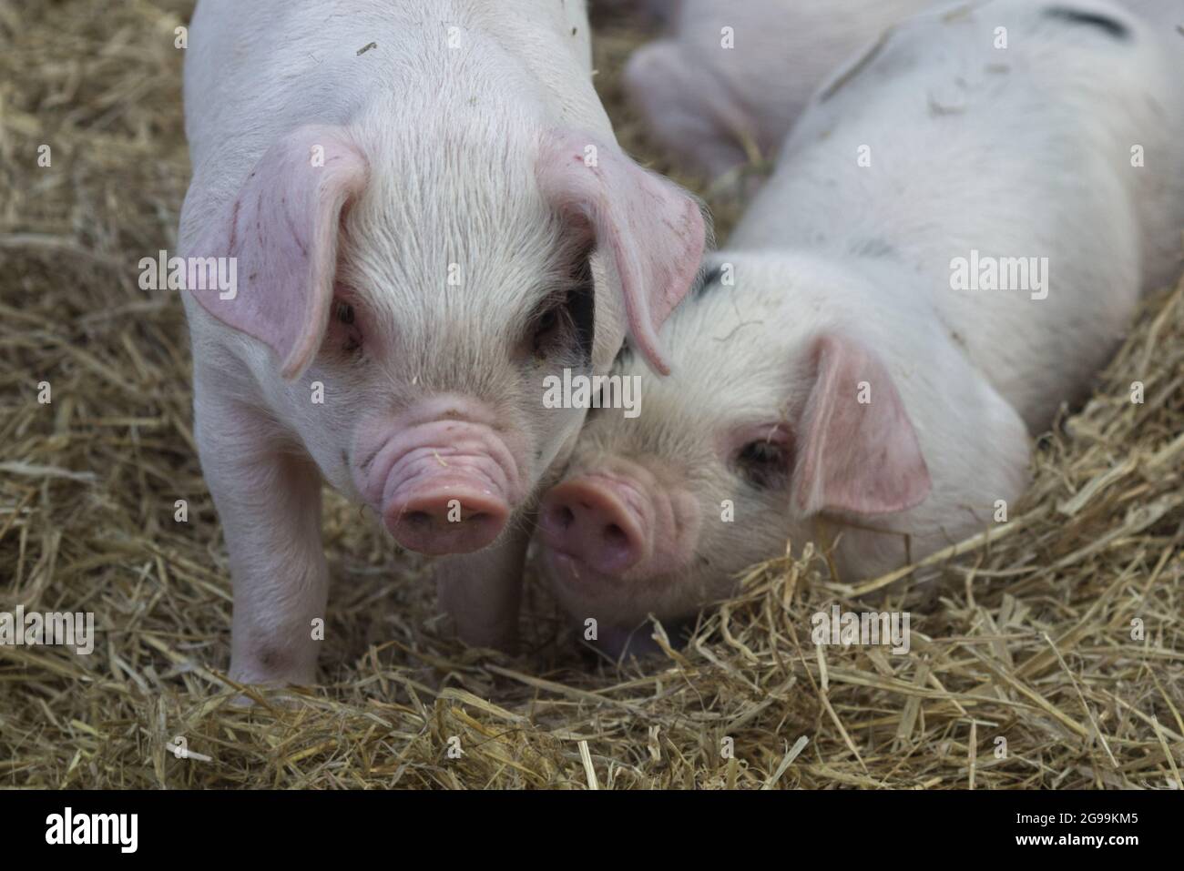 Straw bed hi-res stock photography and images - Alamy