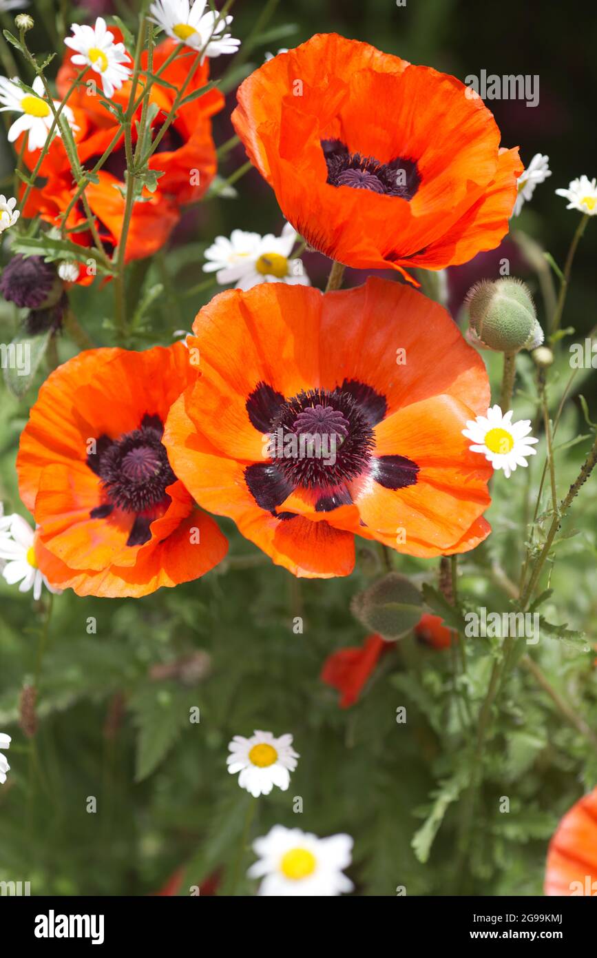 Poppy cultivars hi-res stock photography and images - Alamy