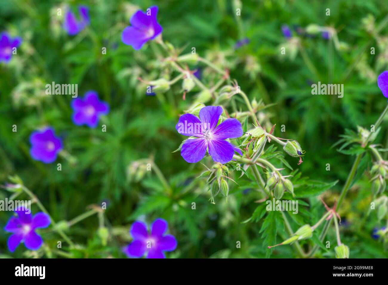 Geranium in landscaping hi-res stock photography and images - Alamy