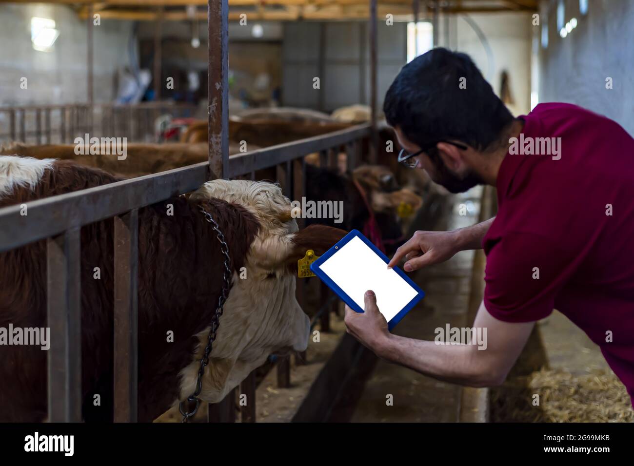 A customer checks the ear tag of the sacrificial bull Stock Photo - Alamy