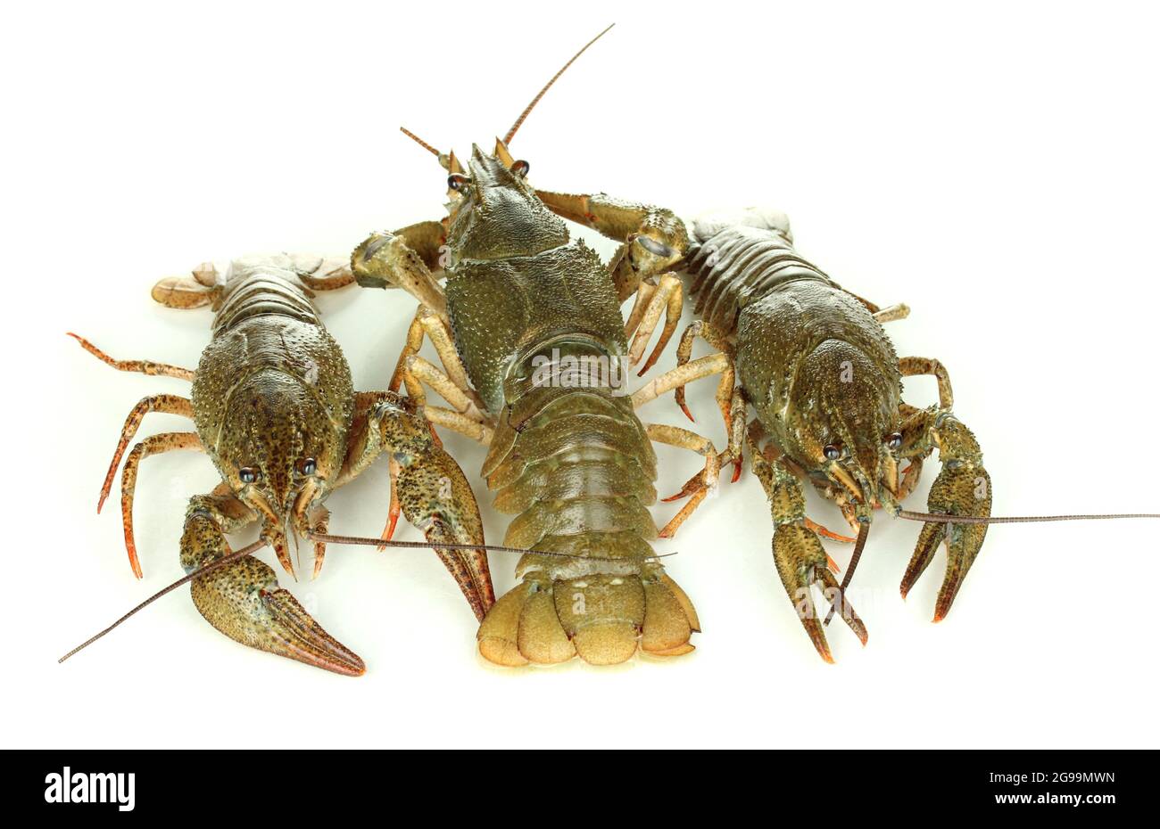 Alive crayfishes isolated on white background Stock Photo - Alamy