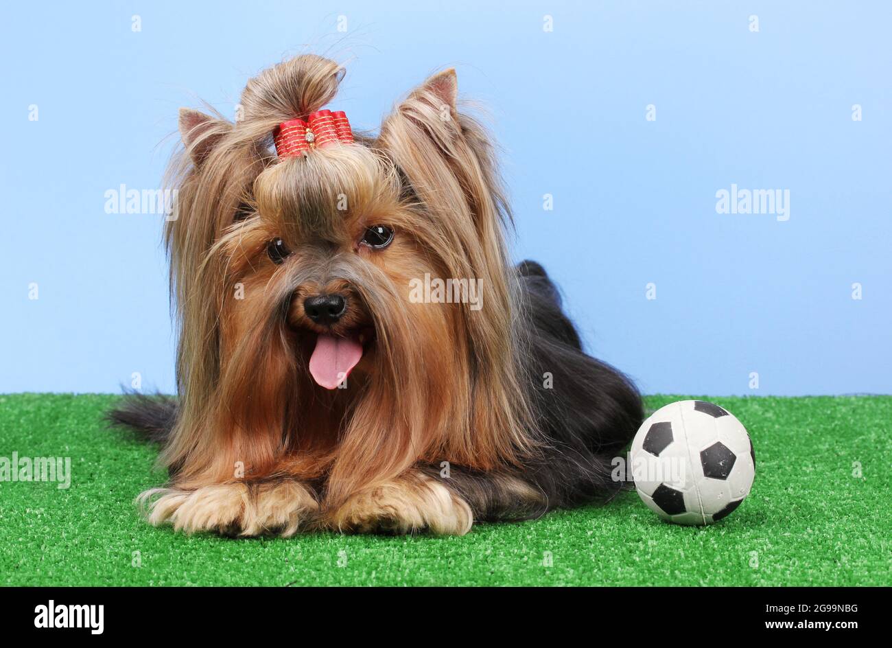 Beautiful yorkshire terrier with football on grass on colorful ...