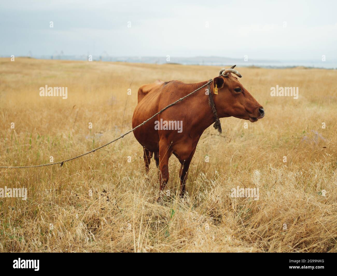 Cow in the field nature mammal landscape agriculture Stock Photo - Alamy