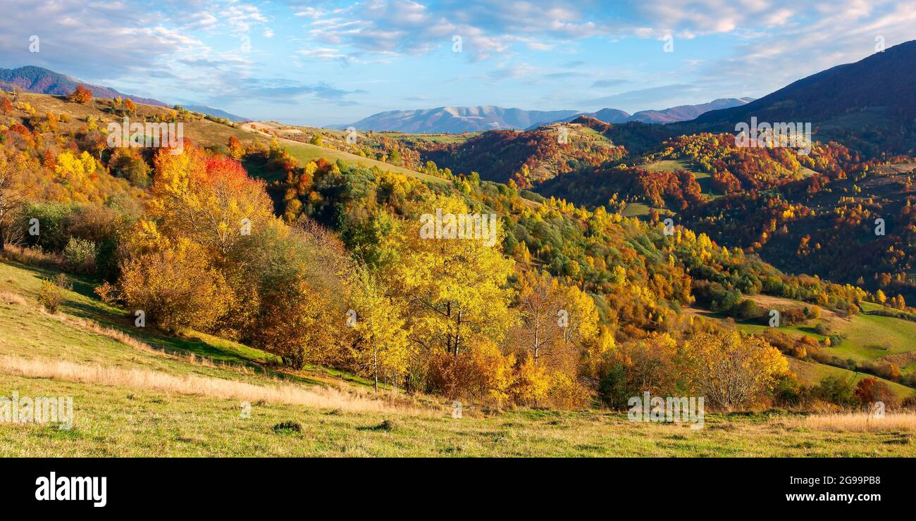 autumnal countryside of carpathian mountains. beautiful landscape in ...