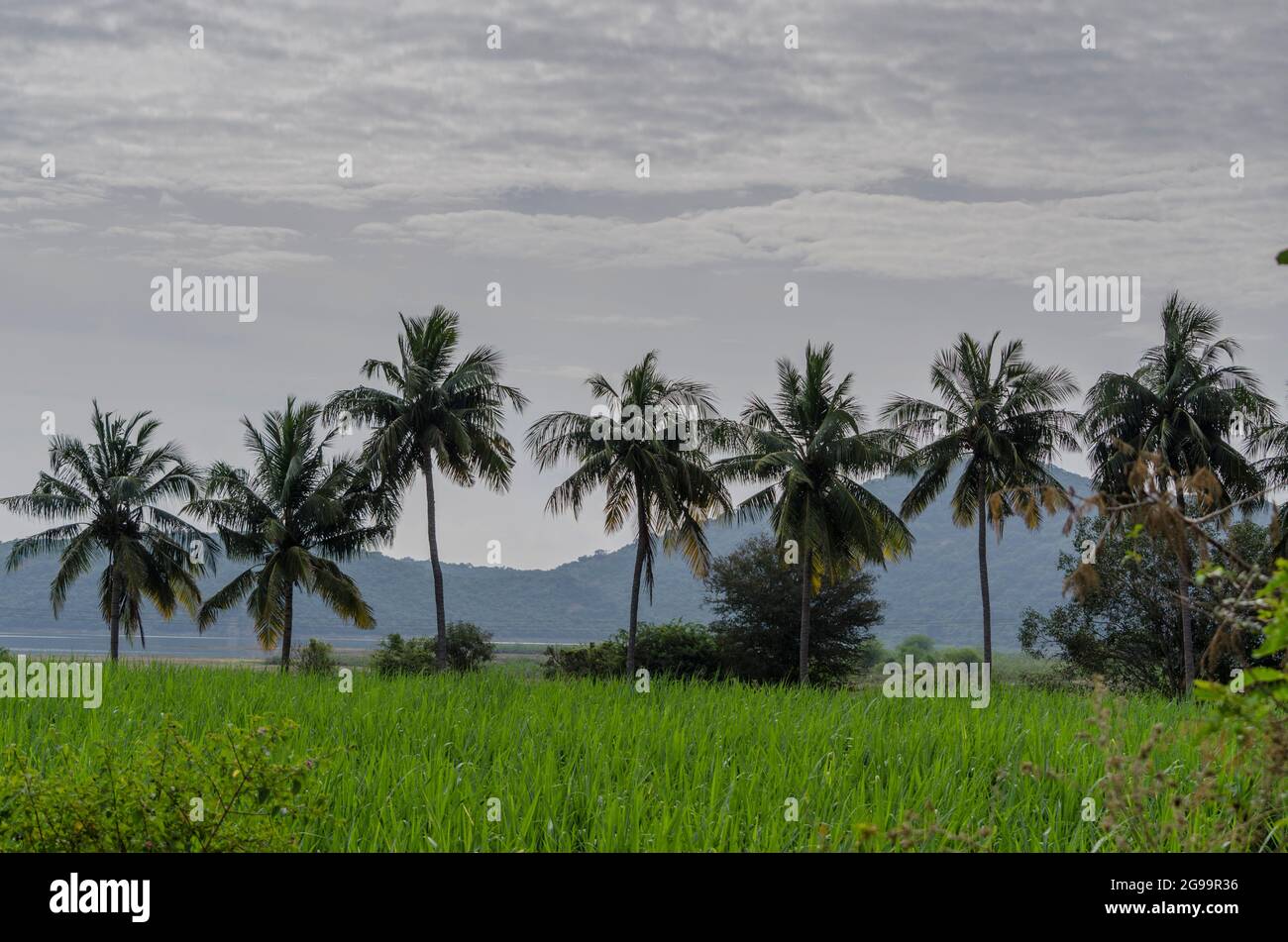 Farmland with trees on hills background wallpaper Stock Photo - Alamy
