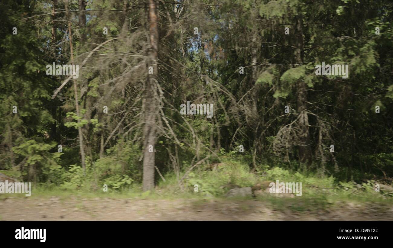 Driving plate green forest view hi-res stock photography and images - Alamy