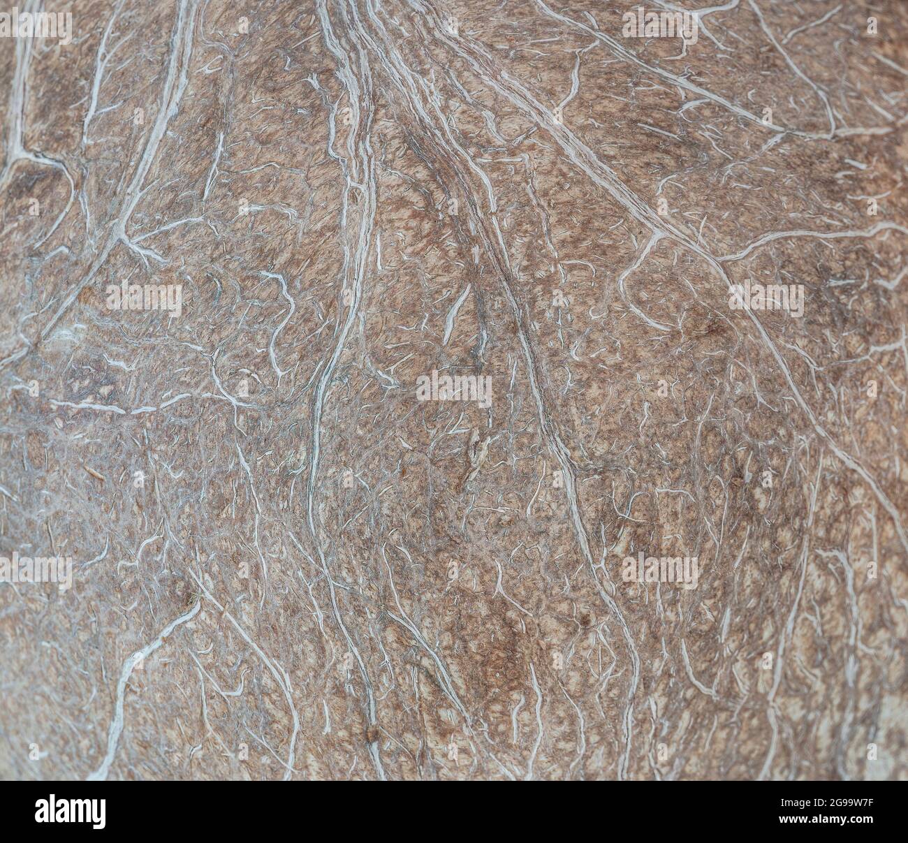 Macro texture of the interior of a coconut shell Stock Photo - Alamy
