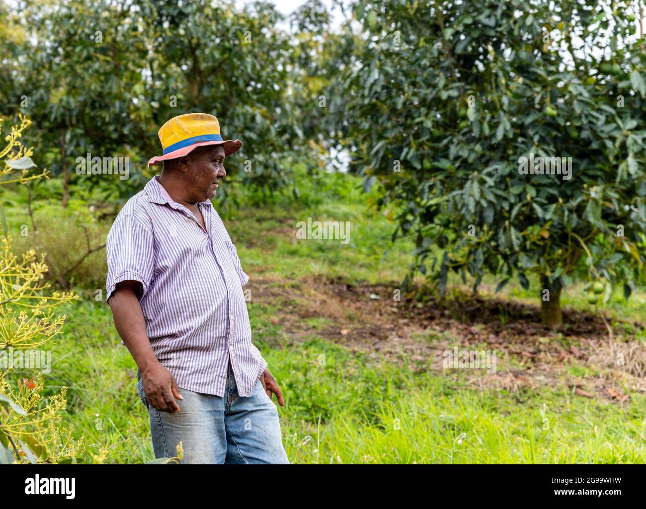 Avocado farm hi-res stock photography and images - Alamy