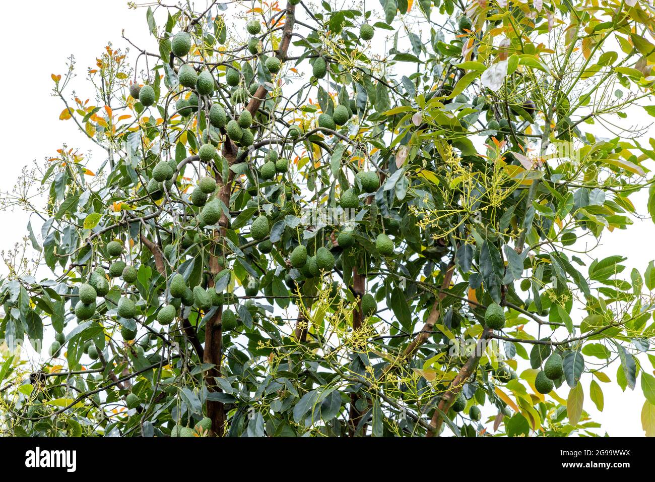 avocado tree full of fruit ready for harvesting Stock Photo - Alamy