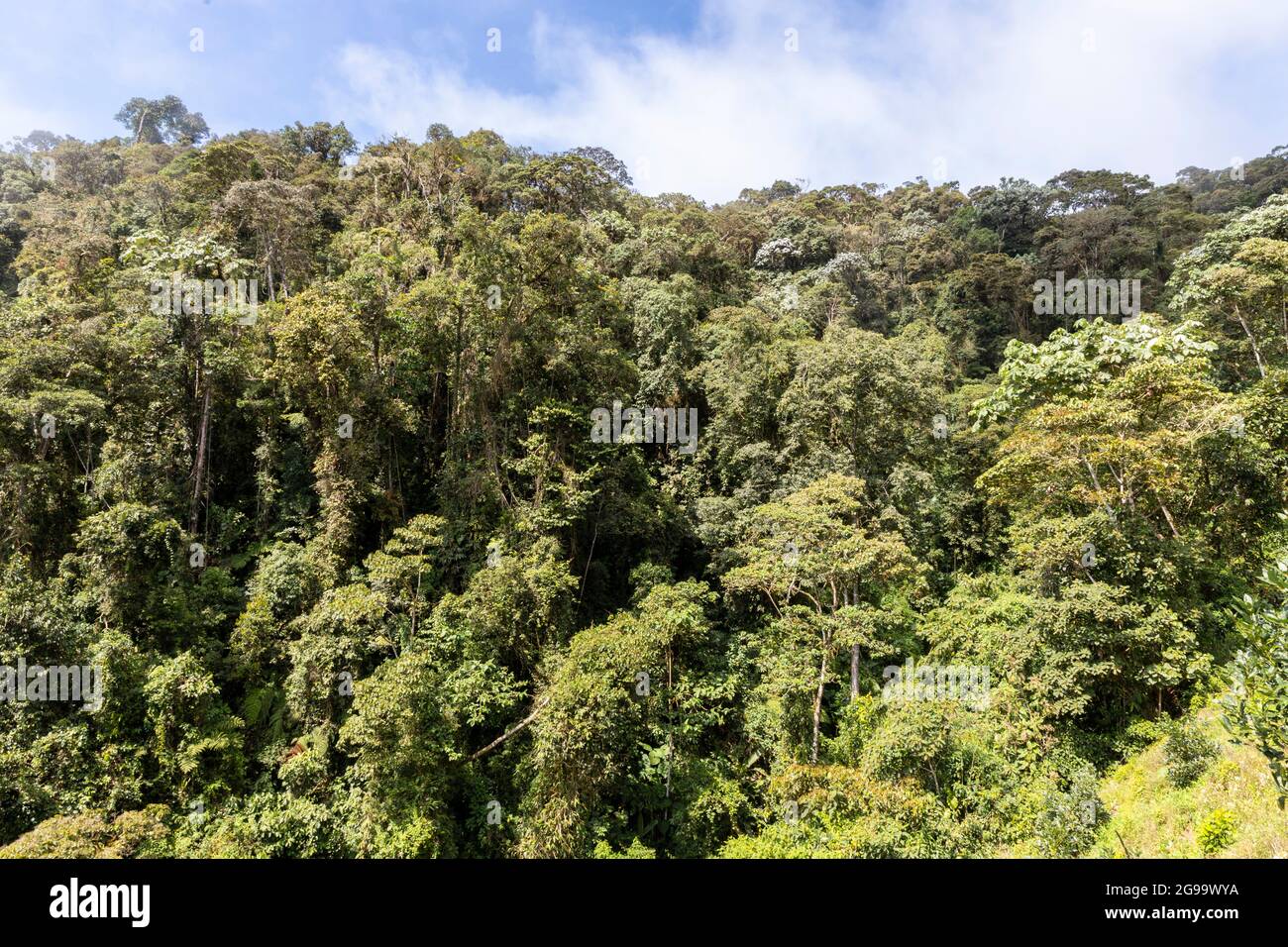 Rainforest mountains hi-res stock photography and images - Alamy