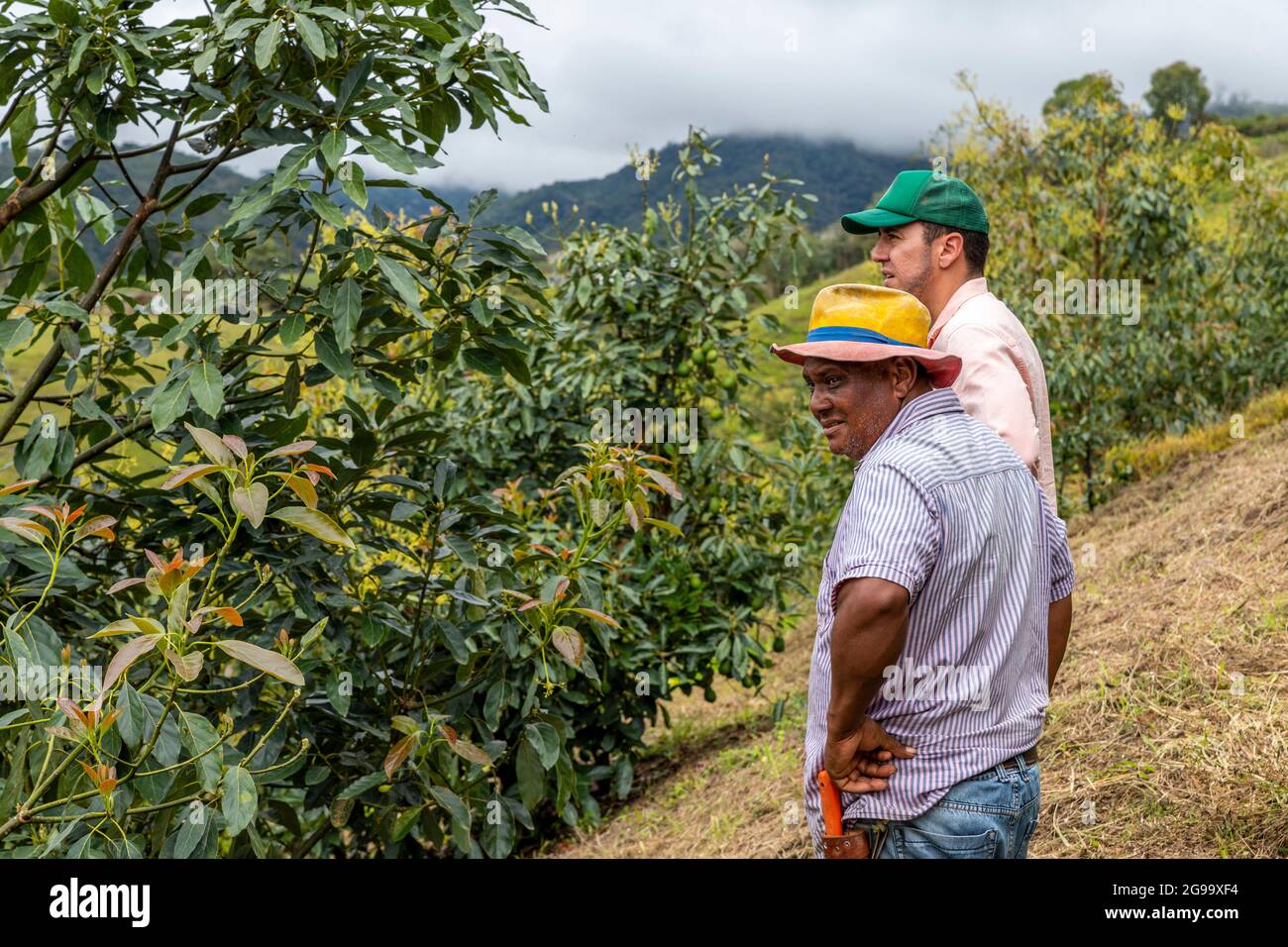 two farmers inspecting avocado crop in the mountains of colombia Stock ...