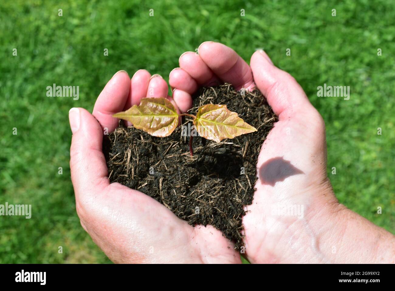 Plant sprout in hands that form a heart shape Stock Photo - Alamy