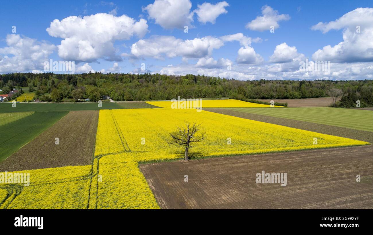 Arable, arable farming, agriculture, field, fields, rapeseed, rapeseed ...