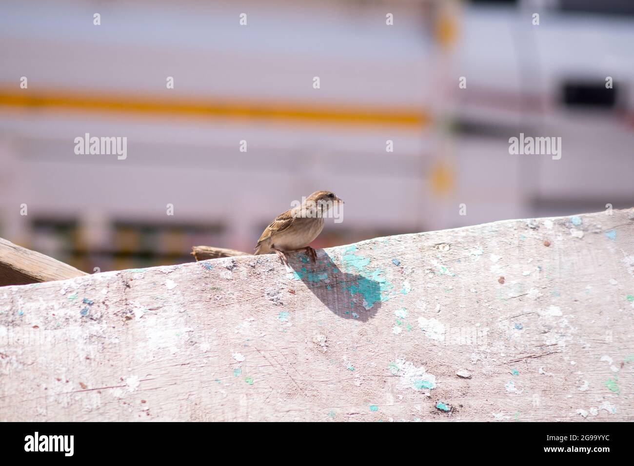 A closeup shot of a sparrow perched on a stone surface on a blurred ...