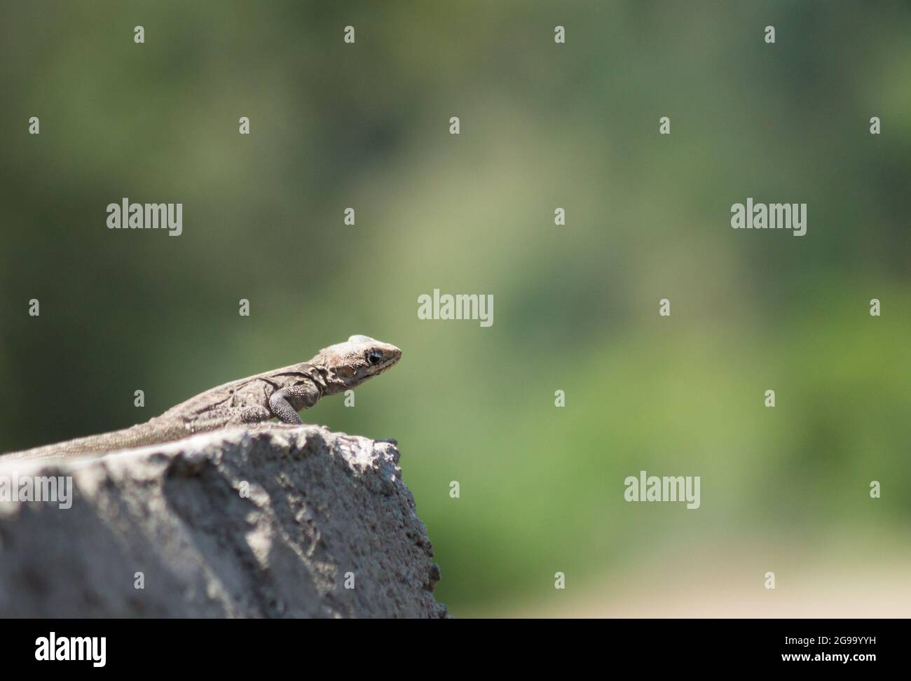 A closeup shot of a small lizard on a stone surface on a blurred ...