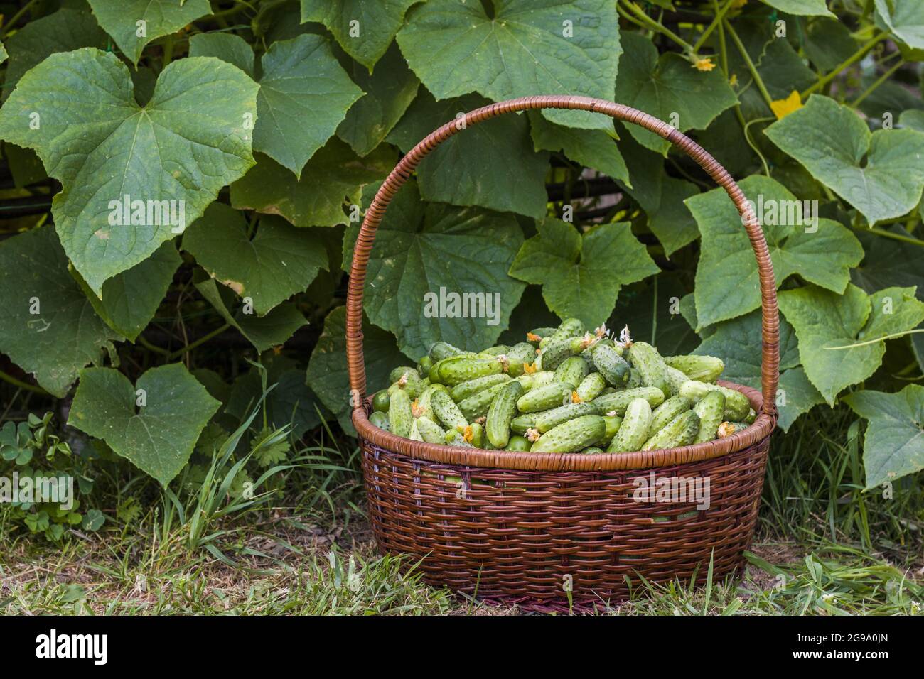 Cucumbers basket harvest in garden. Fresh small large gherkin cucumber ...
