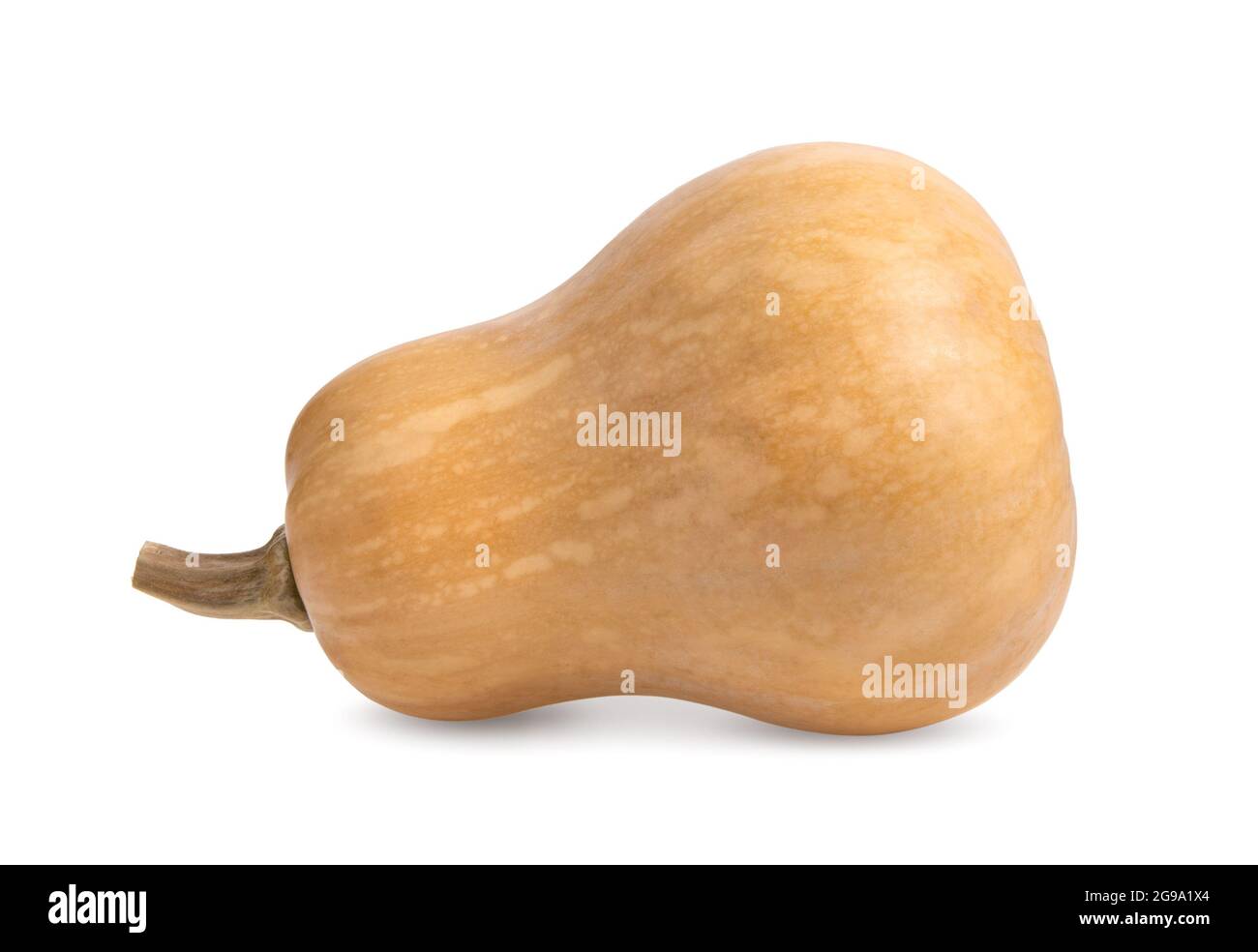 Fresh butternut isolated on a white background Stock Photo - Alamy