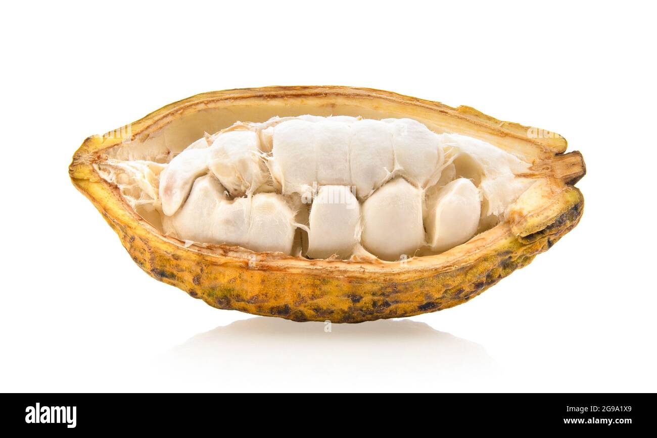 ripe cocoa fruits isolated on white background Stock Photo - Alamy