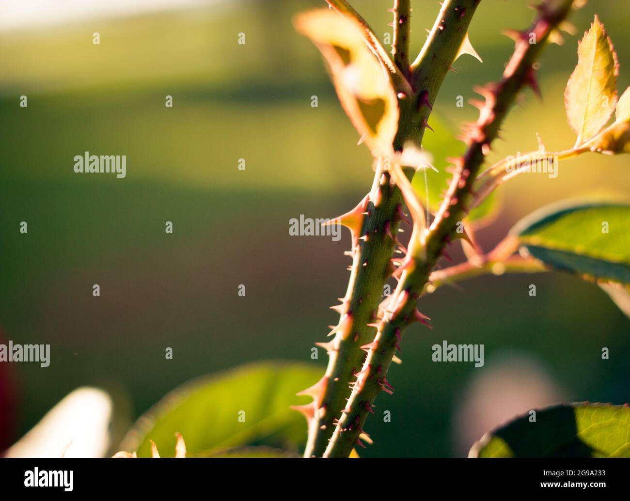 Stem with thorns vector hi-res stock photography and images - Alamy