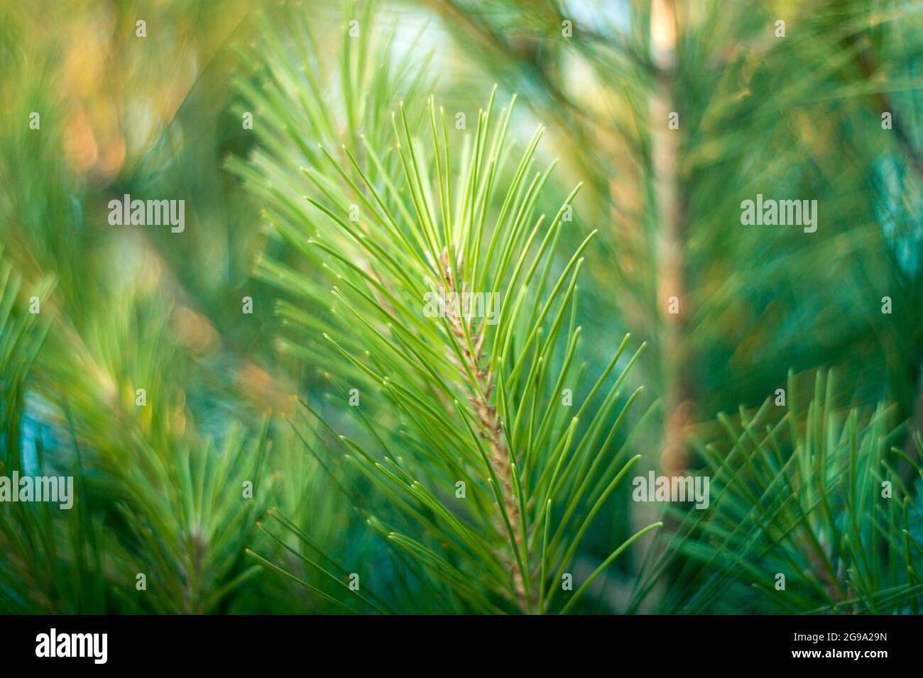 Details of the pine tree outdoors Stock Photo - Alamy