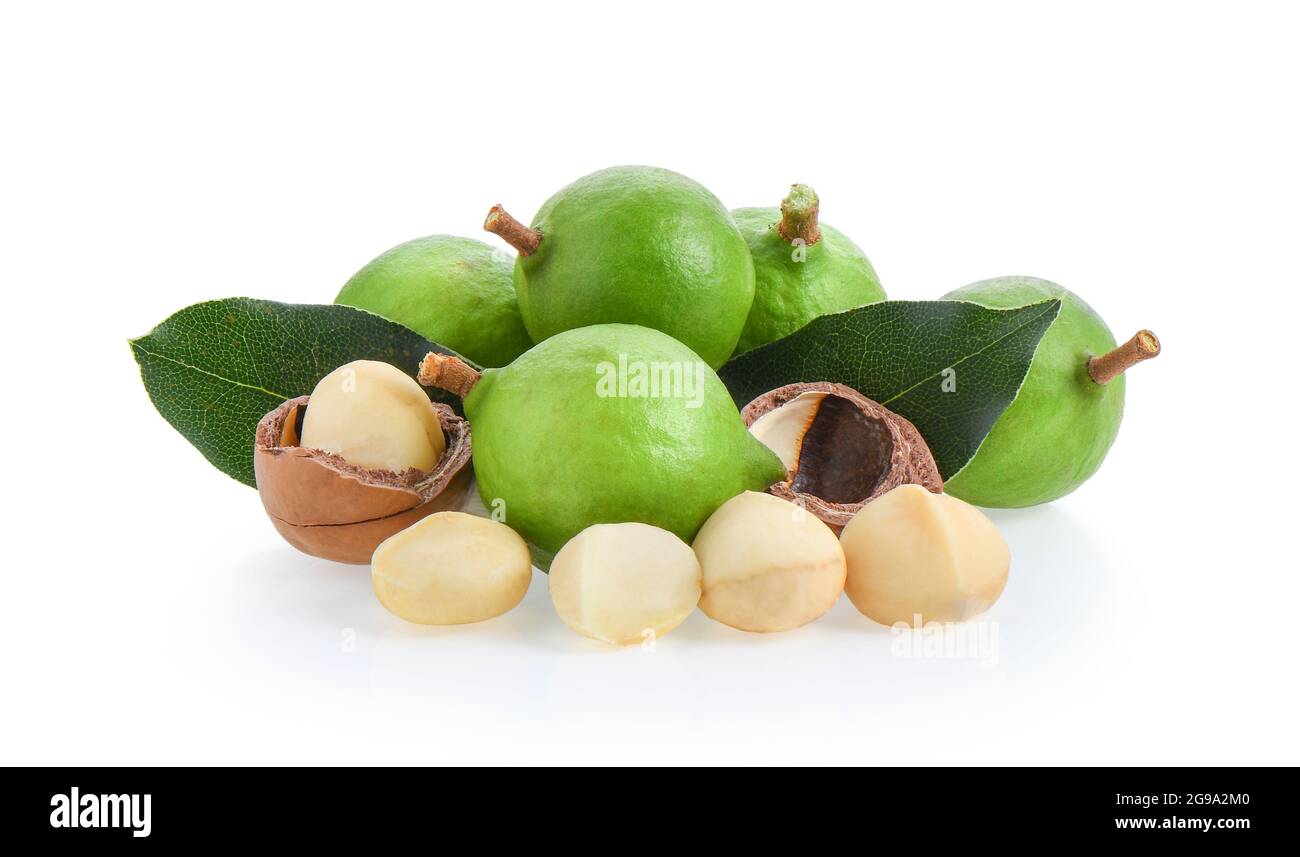 macadamia nuts with leaf isolated on white background Stock Photo - Alamy