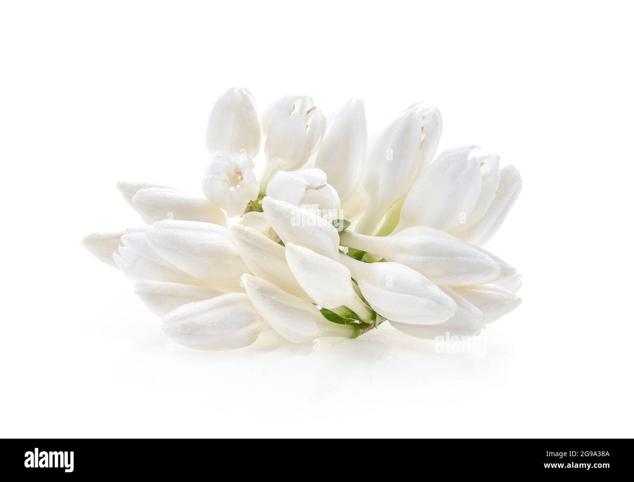 fresh coffee flower on white background Stock Photo - Alamy