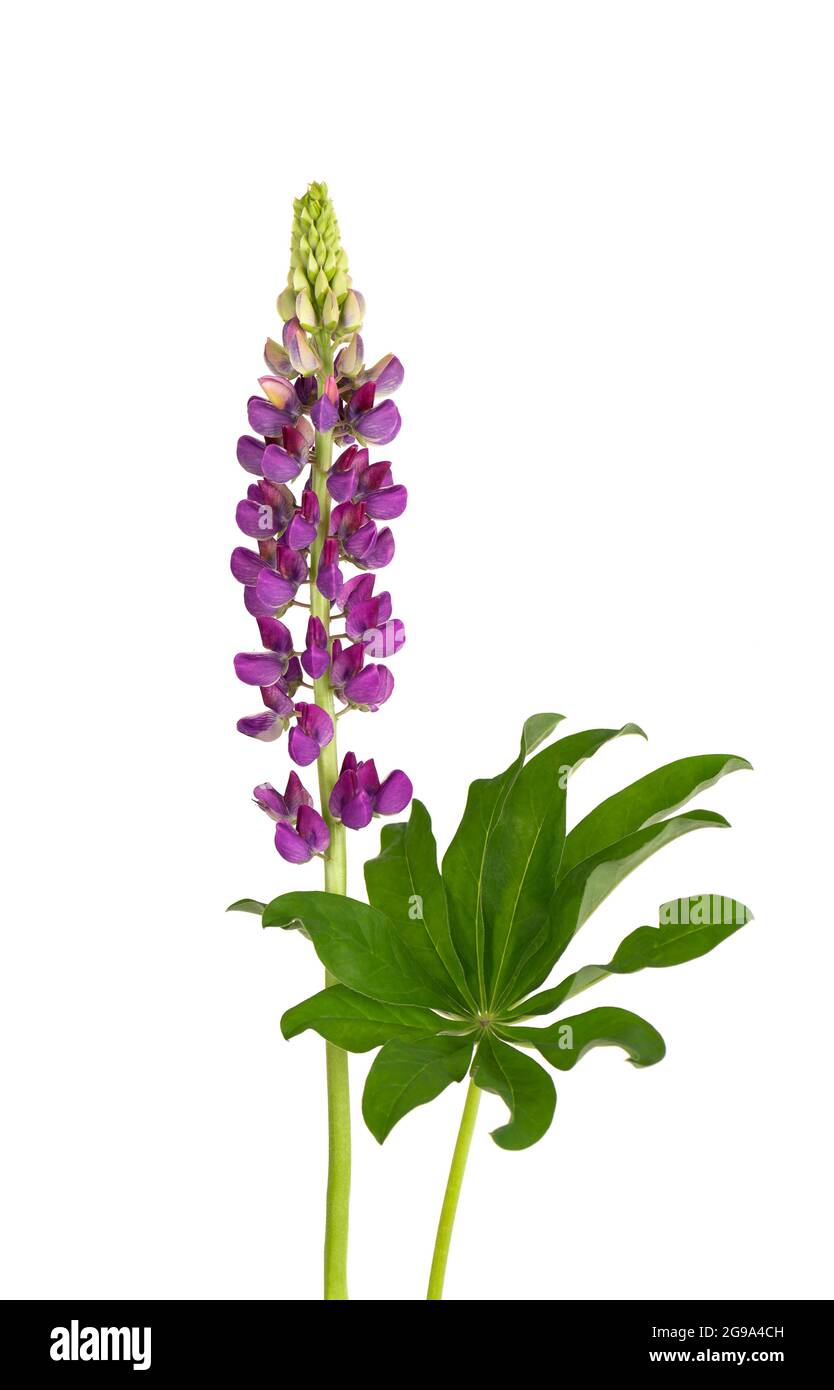 Purple lupine flower isolated on white background. Lupinus or Wolf bean ...