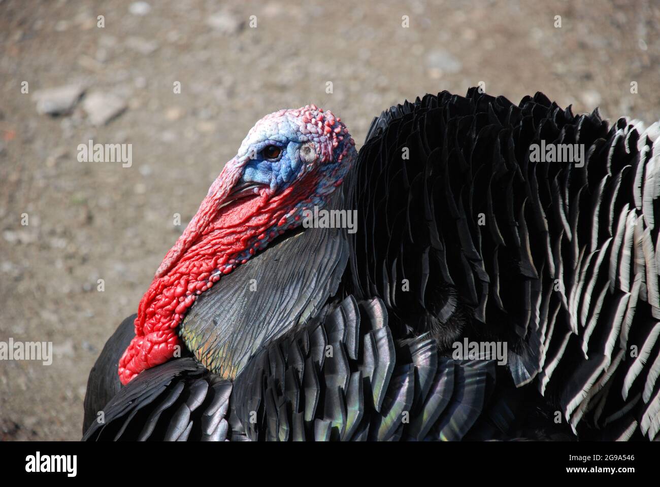 Turkey profile close Stock Photo - Alamy