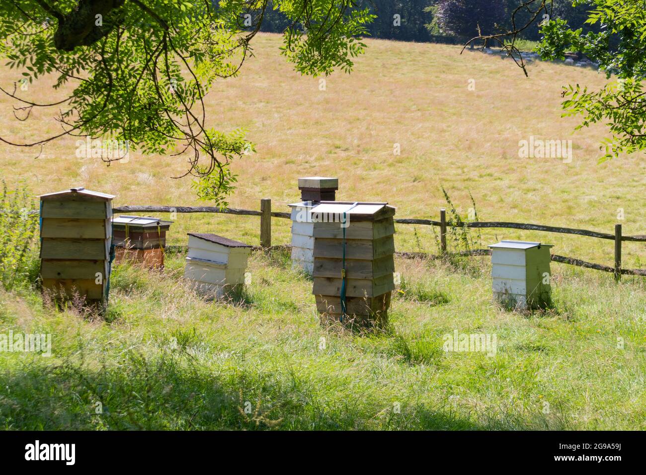 Beehives in a field, Kent, uk Stock Photo - Alamy