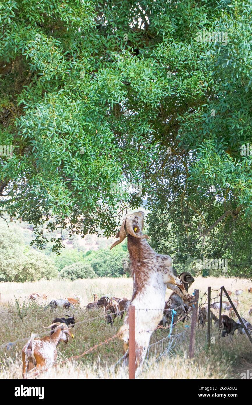 Goat with front legs raised to eat from the tree Stock Photo - Alamy