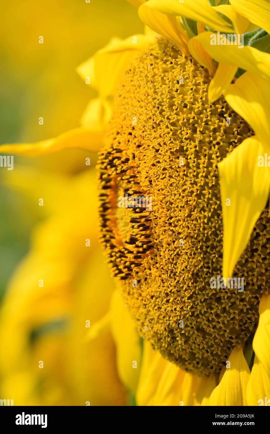 Ray and tubular Flower of the Sunflower Stock Photo - Alamy