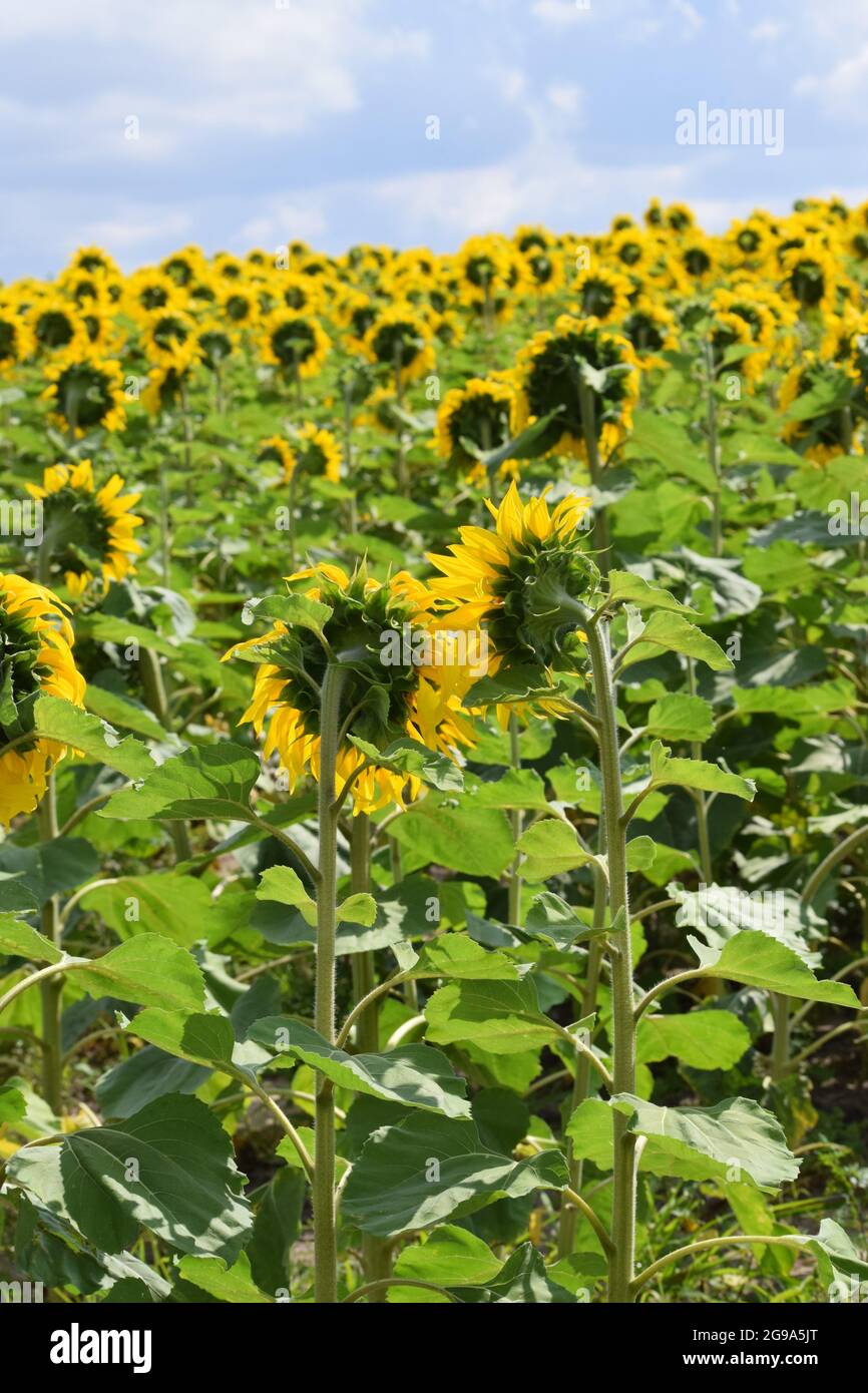 Metaphor sunflowers hi-res stock photography and images - Alamy
