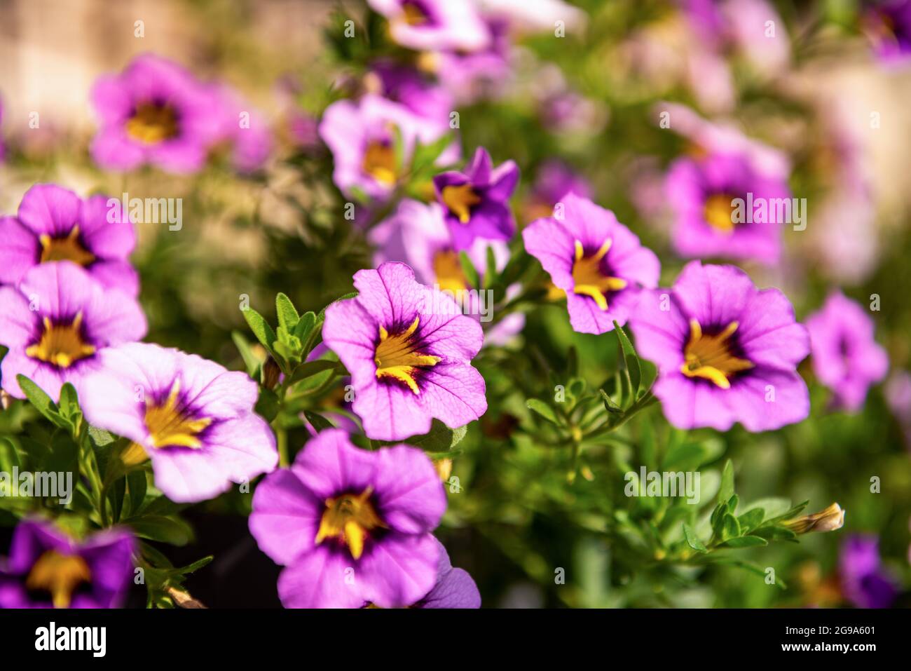 Mini petunia hi-res stock photography and images - Alamy