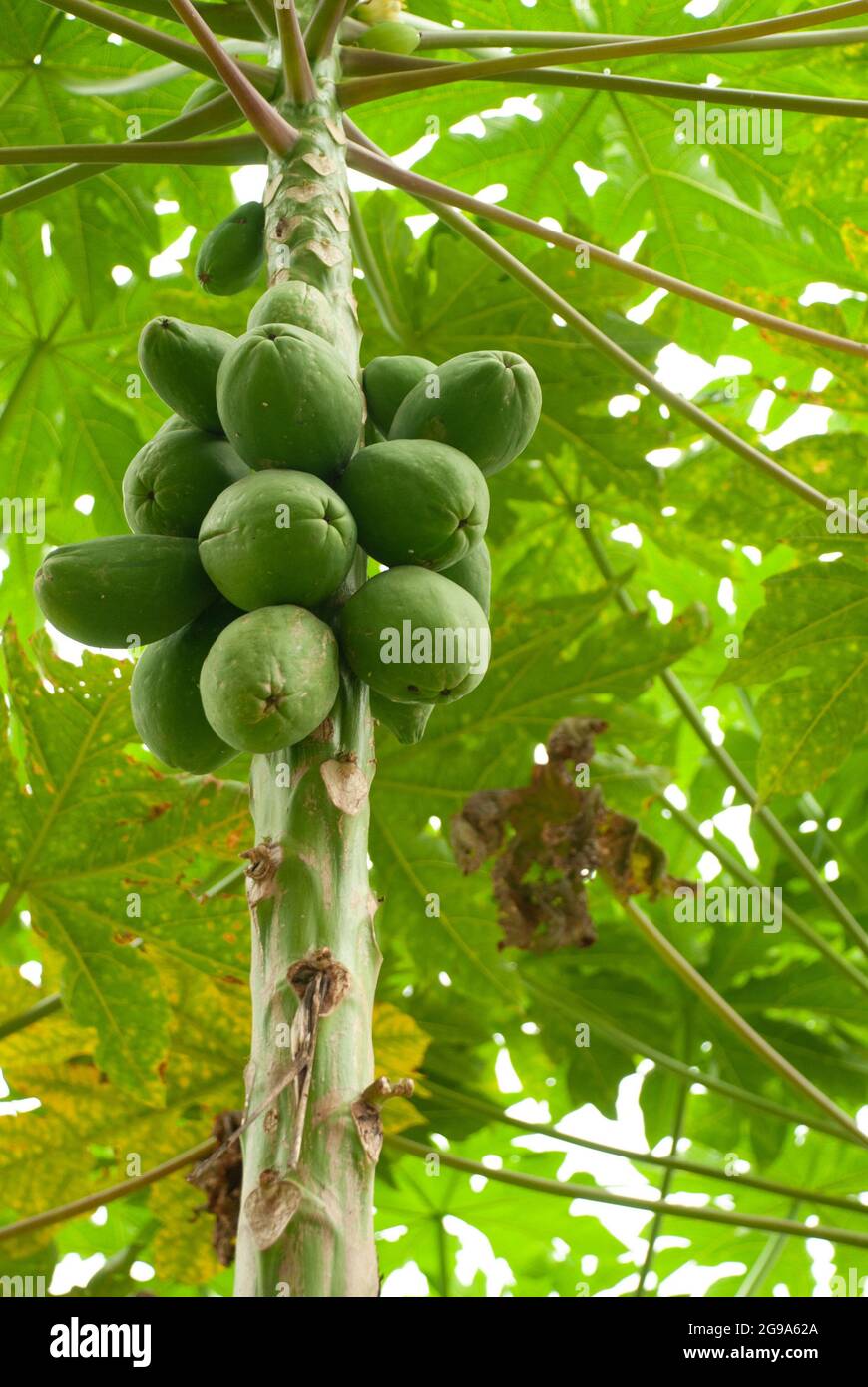 Organic papaya fruits hi-res stock photography and images - Alamy