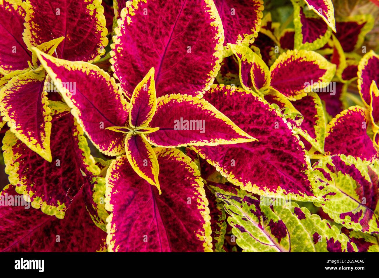Close up of variegated burgundy and green Coleus plant. Painted nettle ...